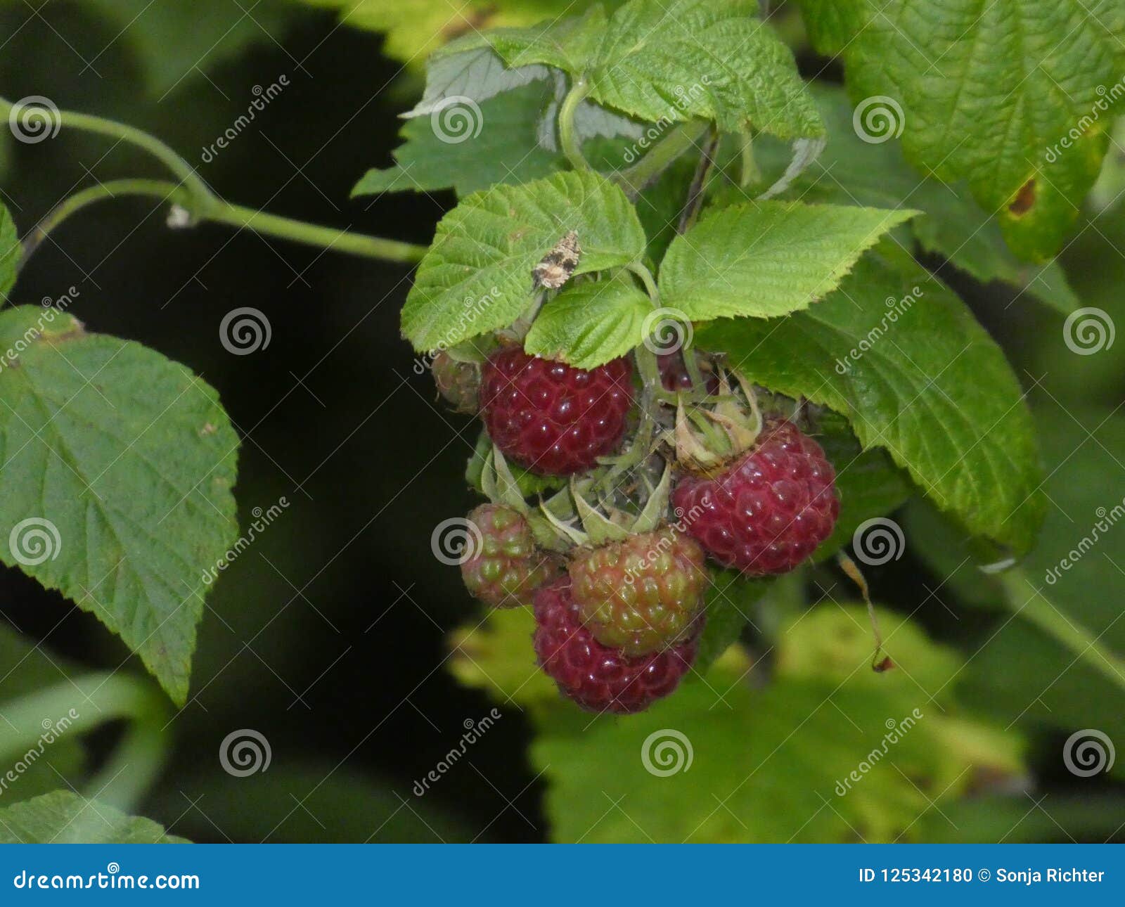 Raspberry Fruit on the Bush in the Forest Stock Photo - Image of forest ...
