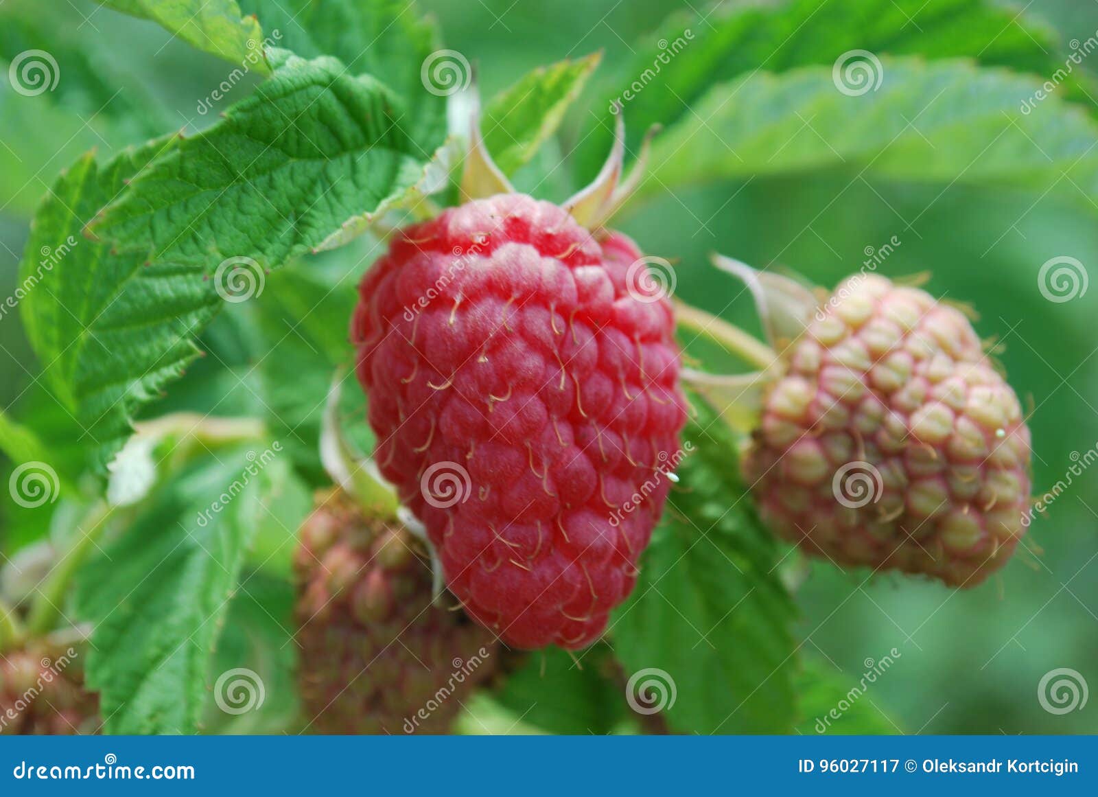 A Raspberry Fruit on Bush in the Garden in Summer Stock Image - Image ...