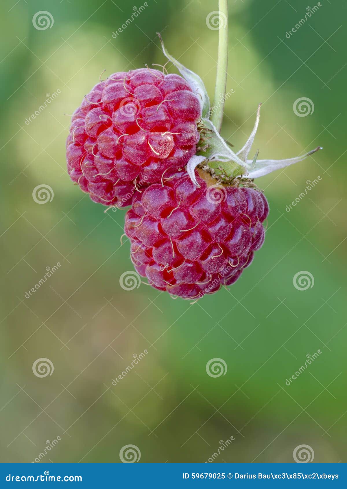 Raspberry stock image. Image of fruitage, close, detail - 59679025