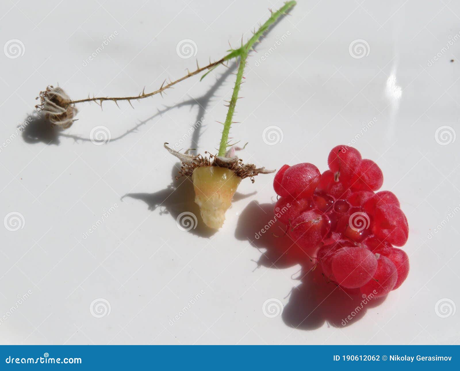 Raspberry Fruit Collections, Isolated on White Background. Macro Stock ...