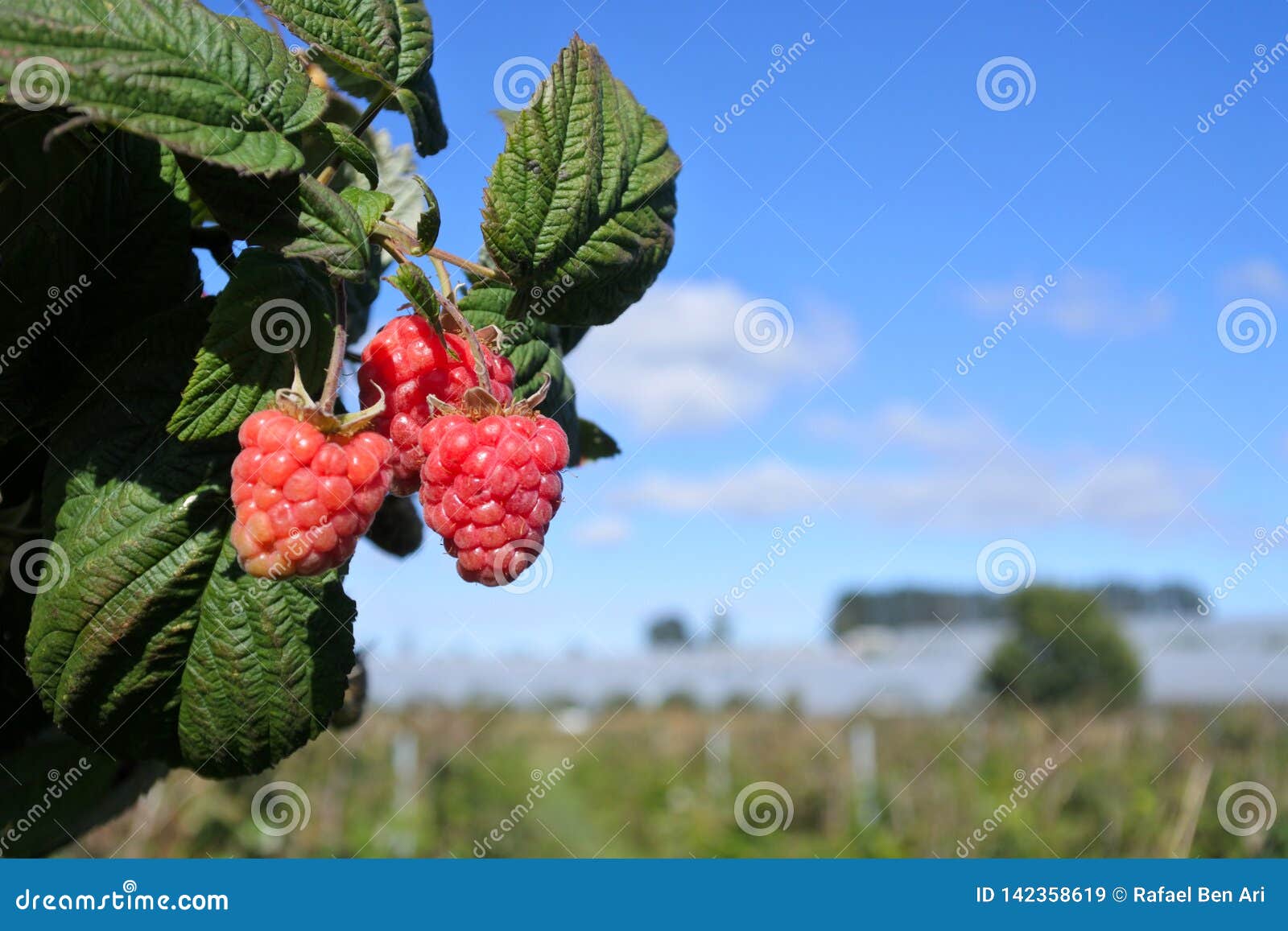 Raspberry Fruit Growing in a Farm Stock Image - Image of plant, bush ...