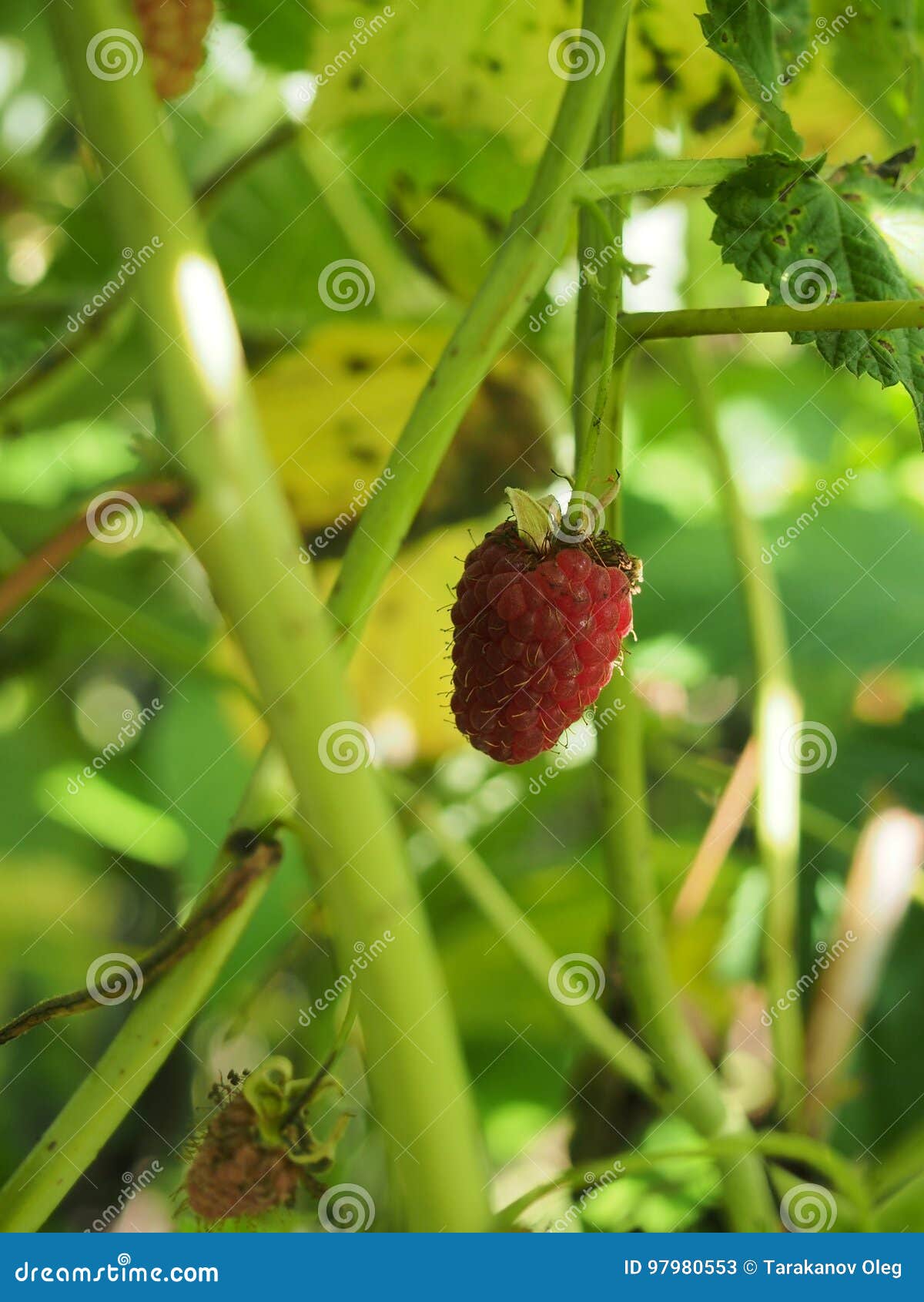 Raspberry Fruit Hanging on a Branch. Ripe Berries Stock Image - Image ...