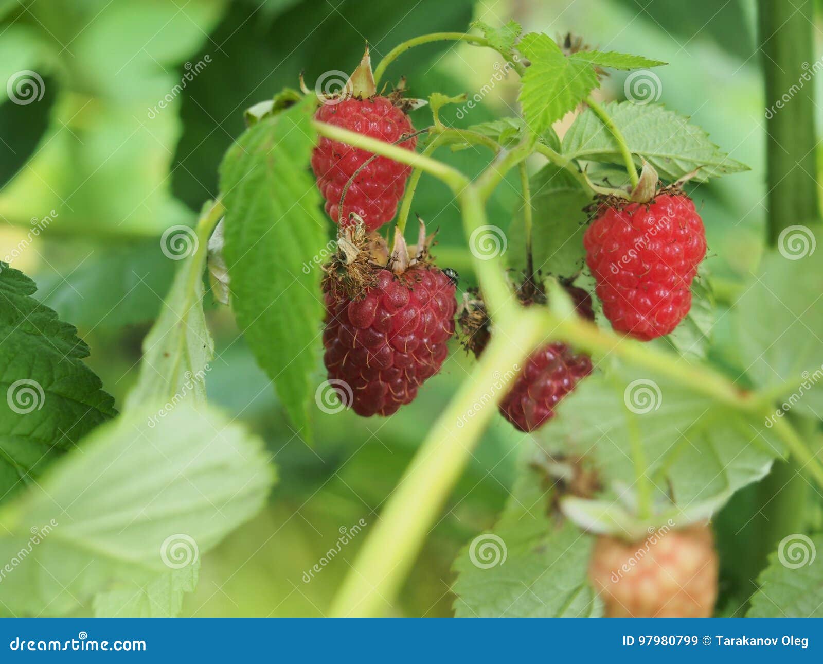 Raspberry Fruit Hanging on a Branch. Ripe Berries Stock Image - Image ...
