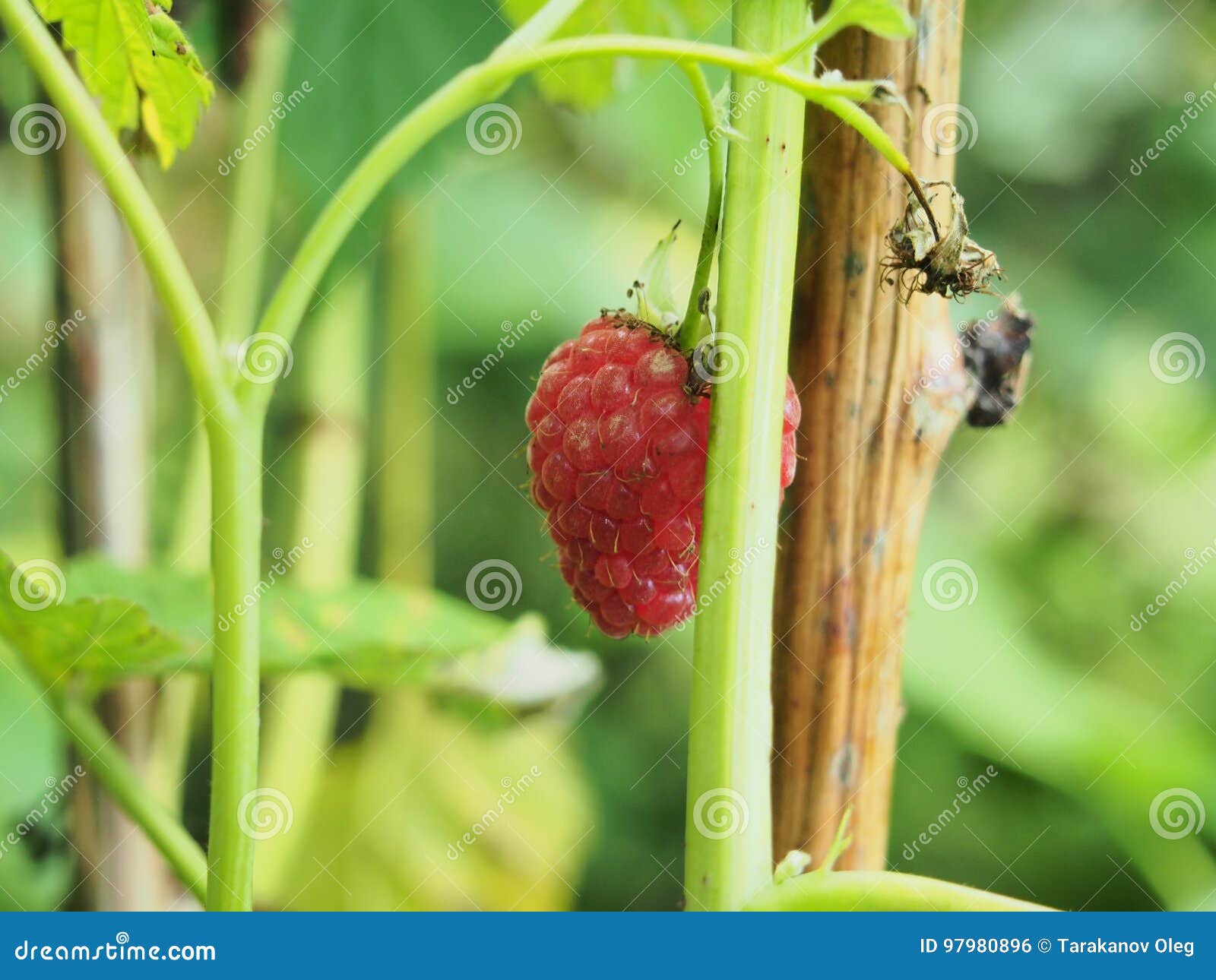 Raspberry Fruit Hanging on a Branch. Ripe Berries Stock Photo - Image ...