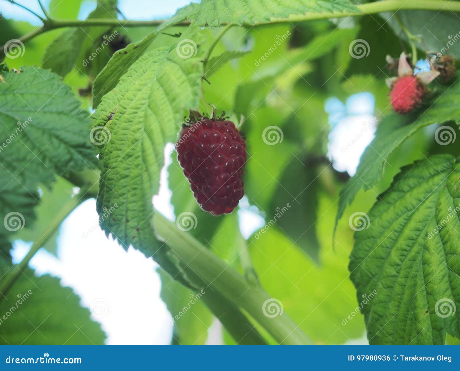 Raspberry Fruit Hanging on a Branch. Ripe Berries Stock Photo - Image ...