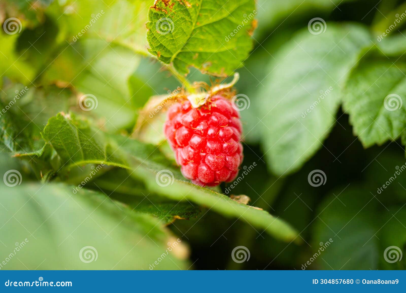 Raspberry Fruit ( Rubus Idaeus) in the Garden Stock Photo - Image of ...