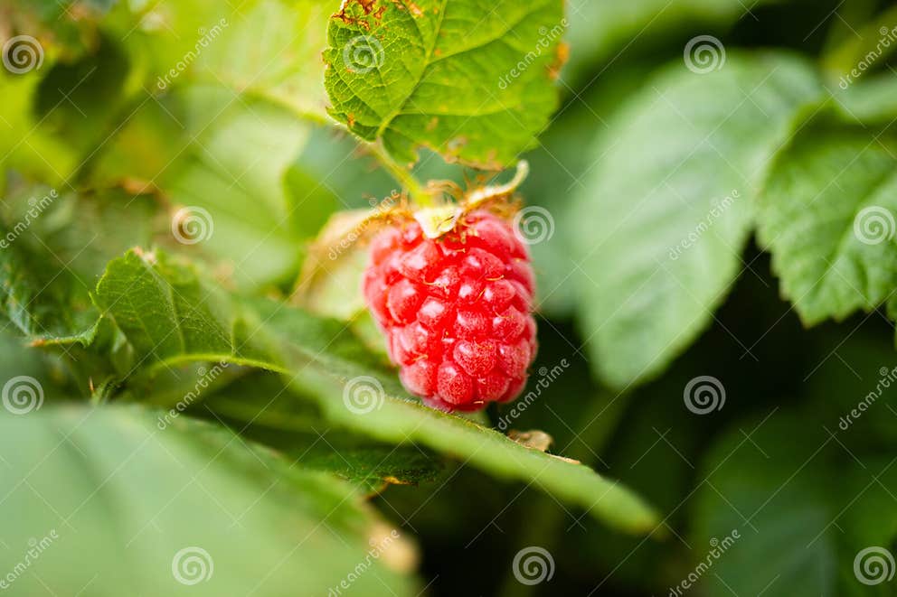 Raspberry Fruit ( Rubus Idaeus) in the Garden Stock Photo - Image of ...