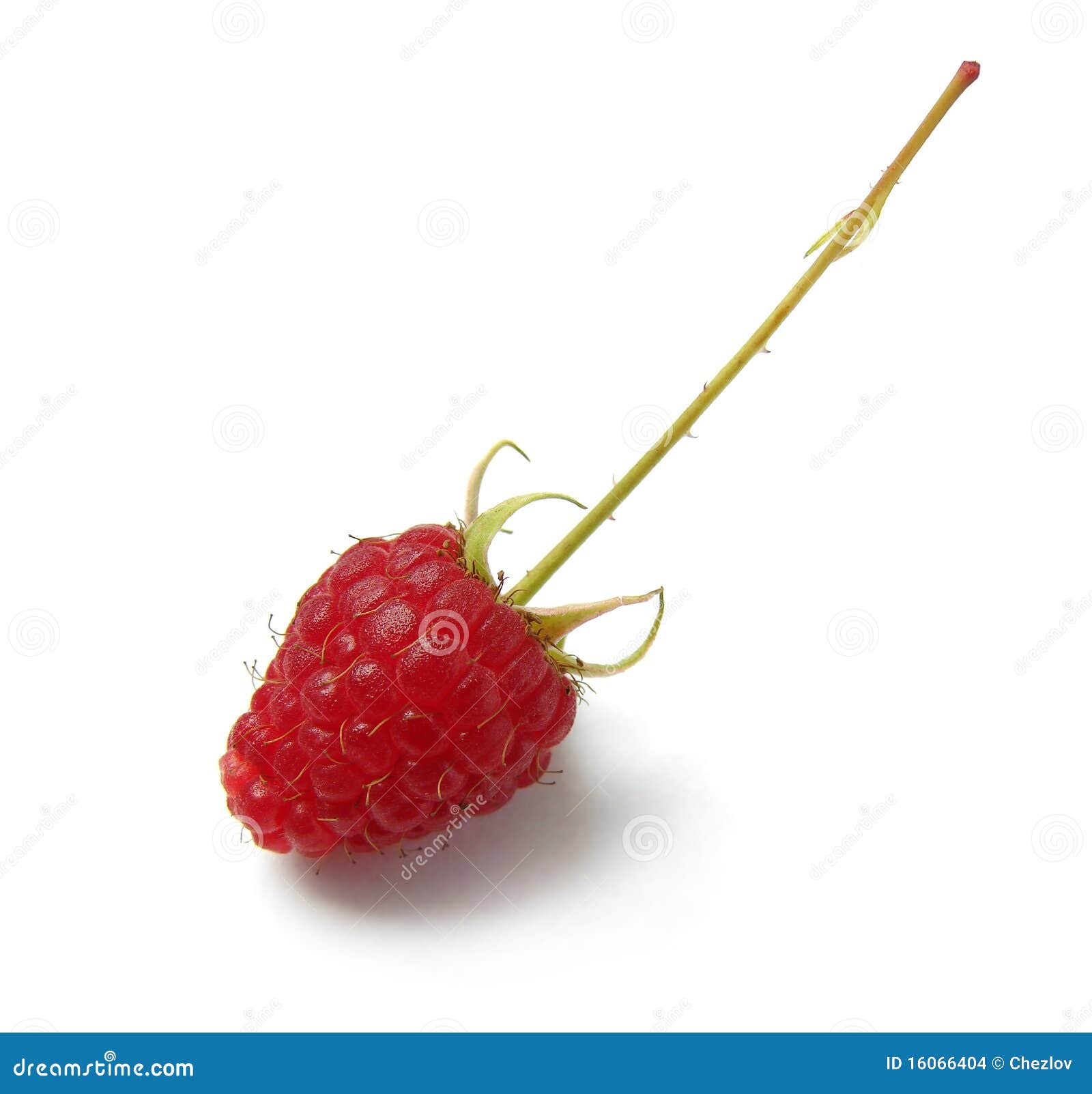 Raspberry with fruit stem stock photo. Image of gourmet - 16066404