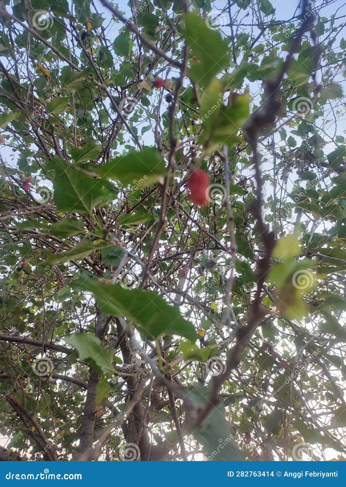 Raspberry Fruit Tree with Heavy Hanging Fruit Stock Photo - Image of ...