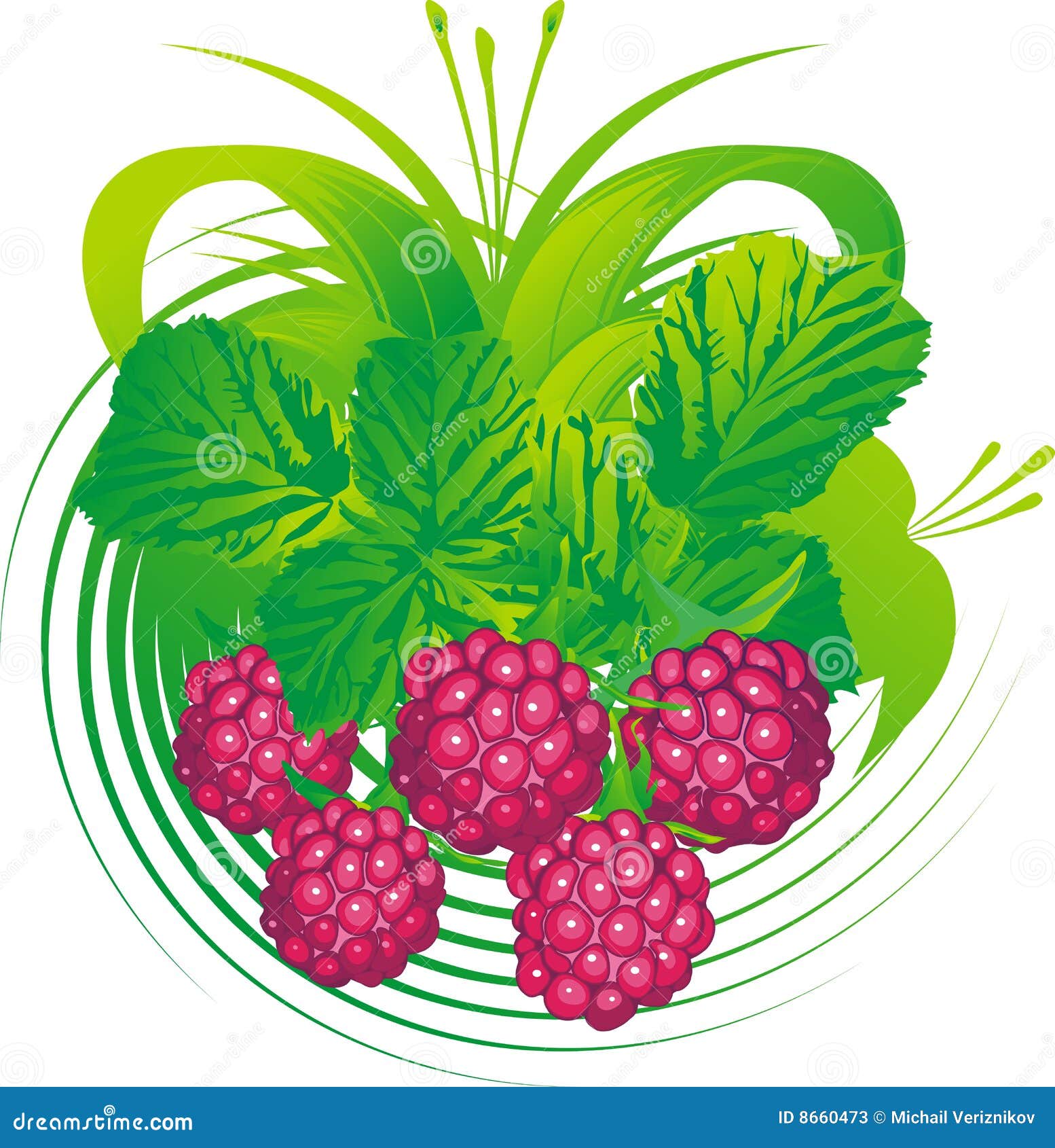 Raspberry fruits stock vector. Illustration of nature - 8660473