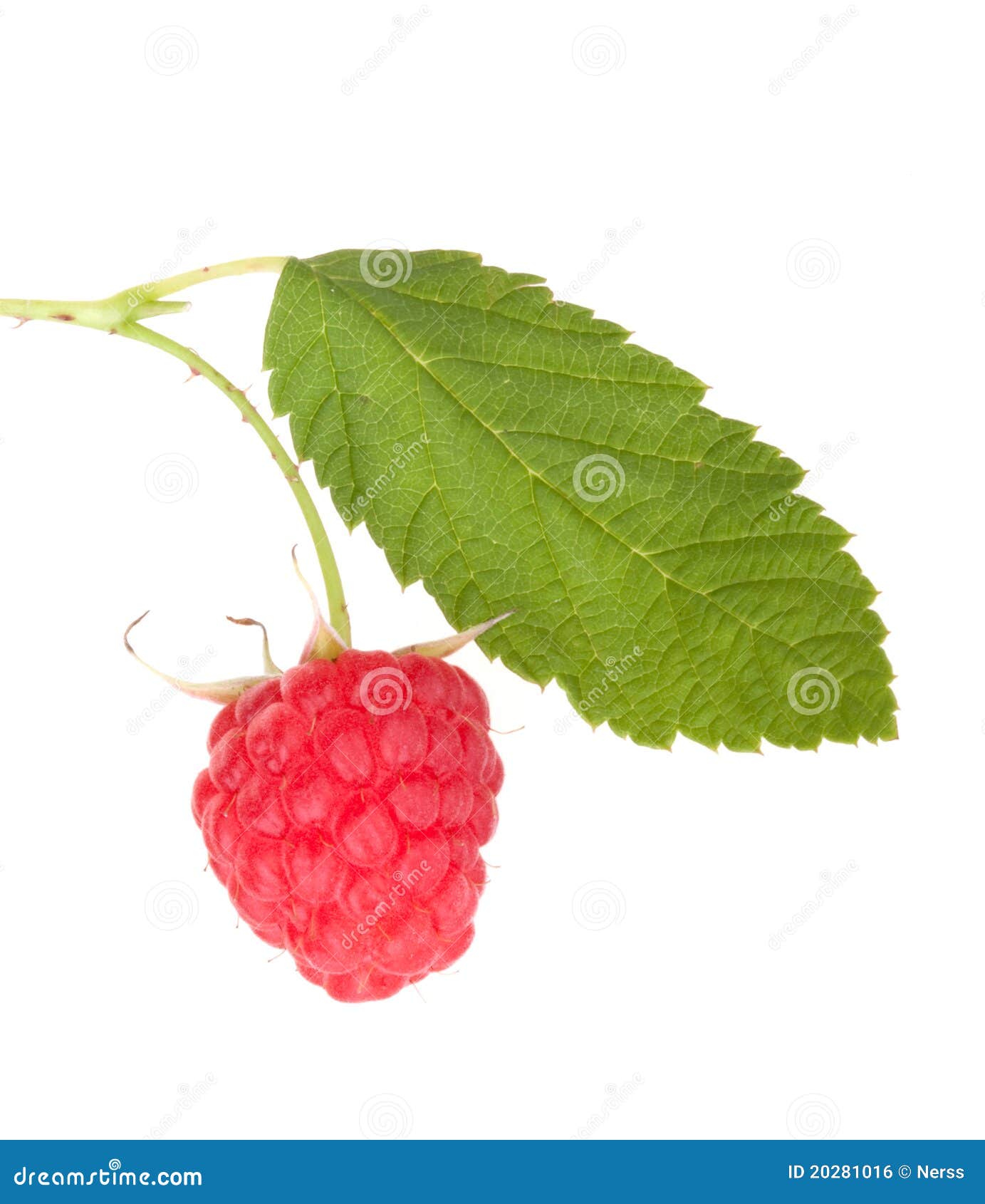 Raspberry Fruits Berries with Leaf Stock Photo - Image of life, healthy ...