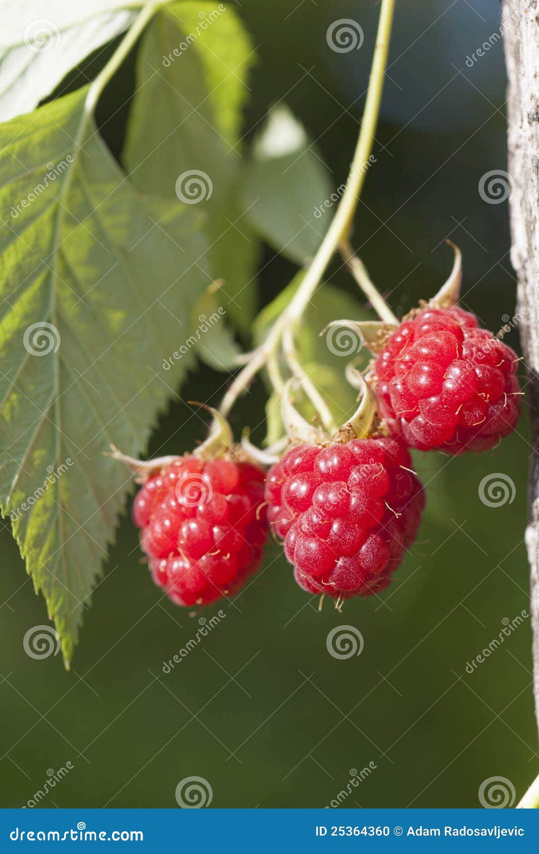 Raspberry fruits on branch stock photo. Image of malina - 25364360