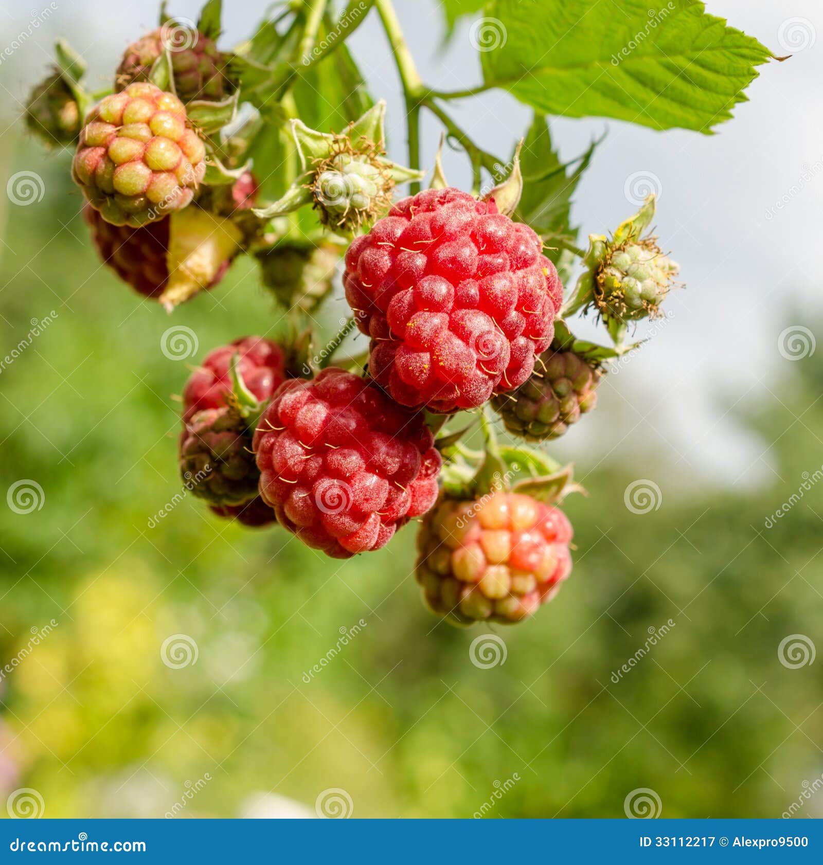 Raspberry stock image. Image of group, ripe, natural - 33112217