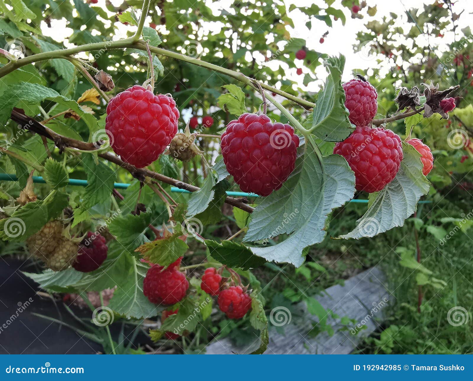 Raspberry in the Garden, Harvest Time Stock Image - Image of vitamin ...