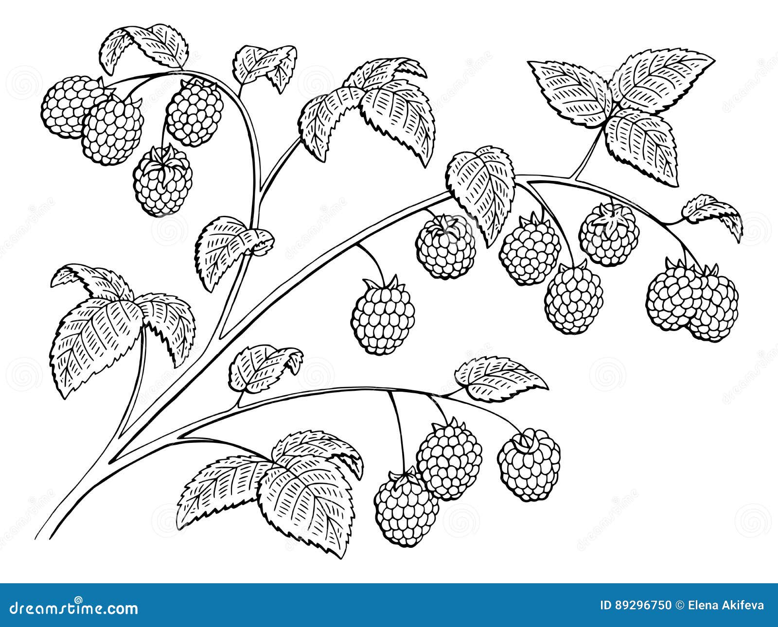 Raspberry Graphic Branch Black White Isolated Sketch Illustration Stock ...