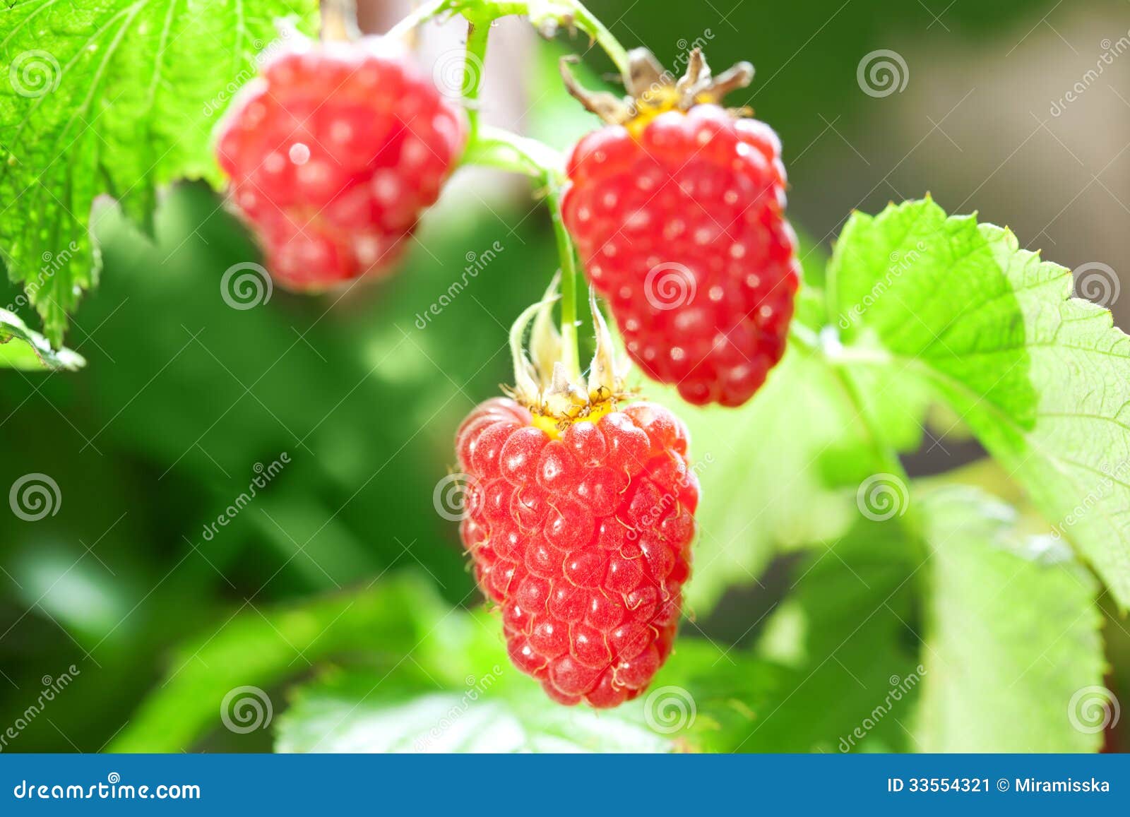 Raspberry stock image. Image of eating, organic, agriculture - 33554321