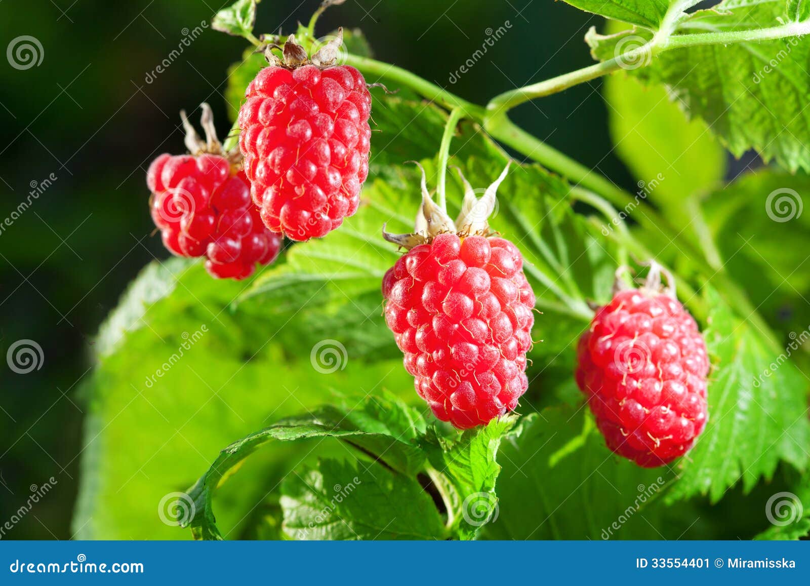 Raspberry stock image. Image of berry, ingredient, fruit - 33554401