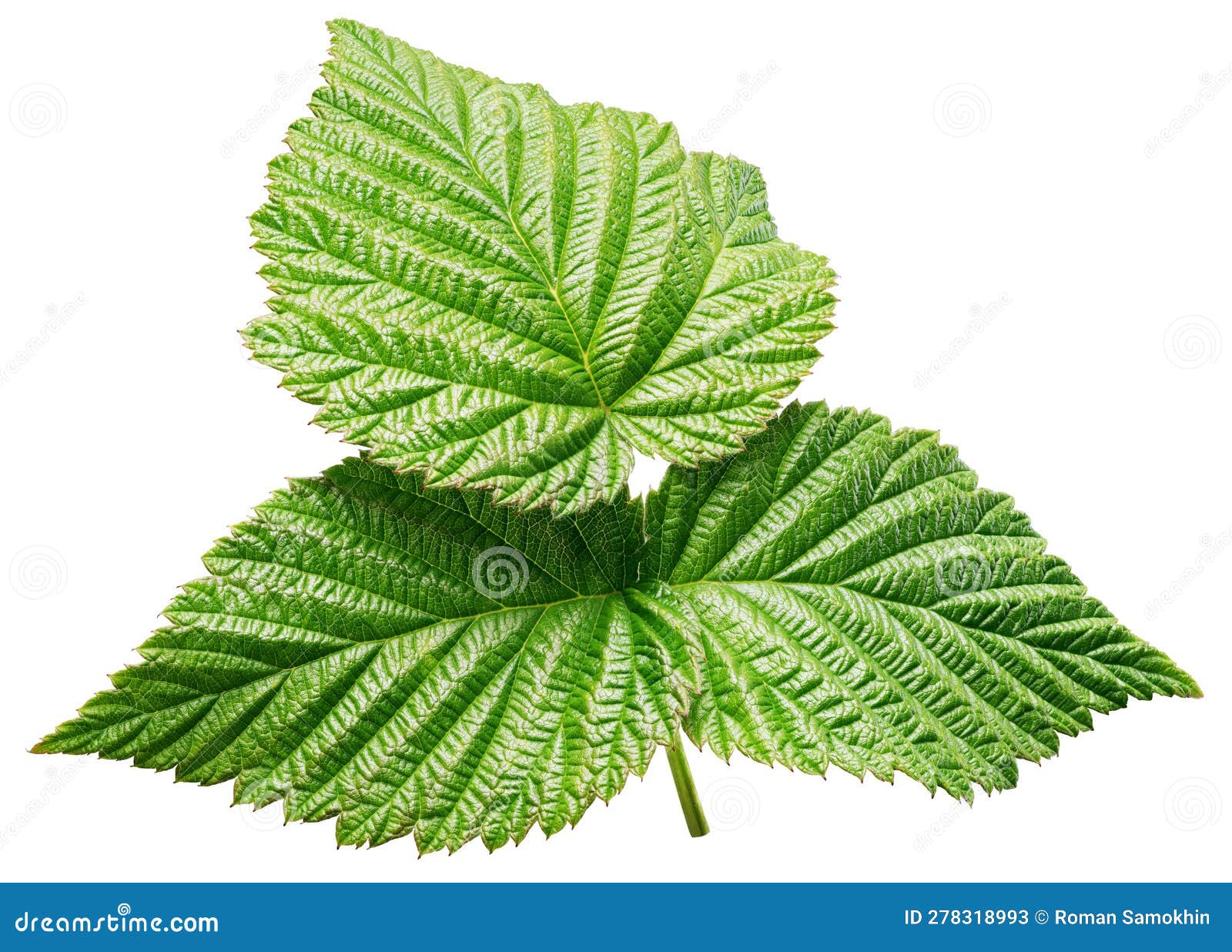 Raspberry Green Leaf Isolated on White Stock Image - Image of color ...
