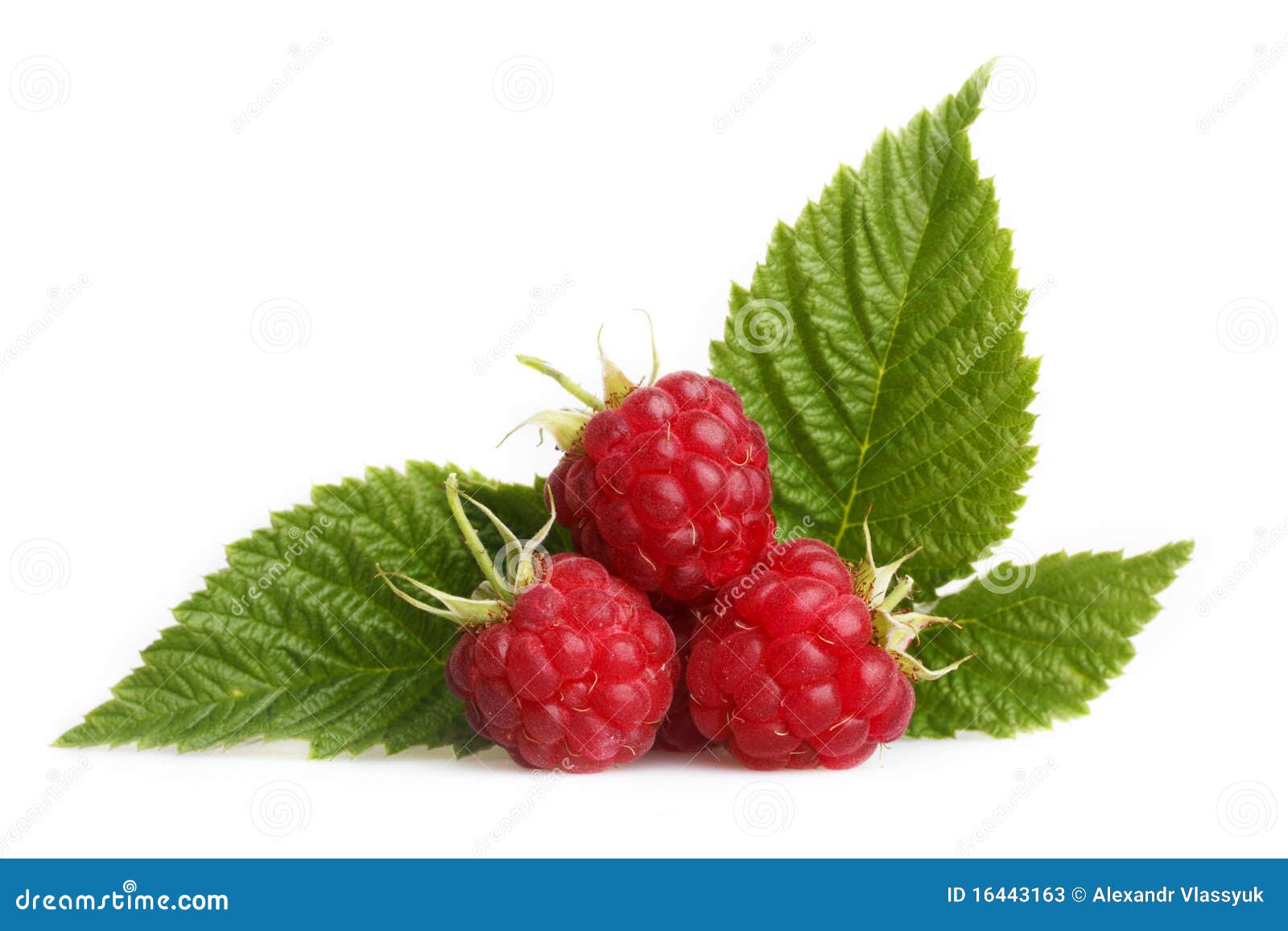 Raspberry with Green Leaves Stock Image - Image of pink, growth: 16443163