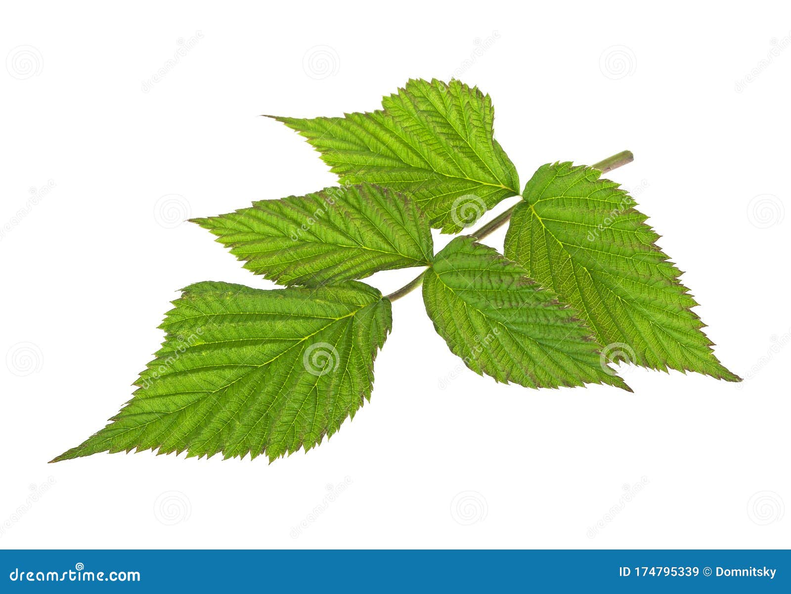 Raspberry Green Leaves Isolated on White Background Stock Image - Image ...