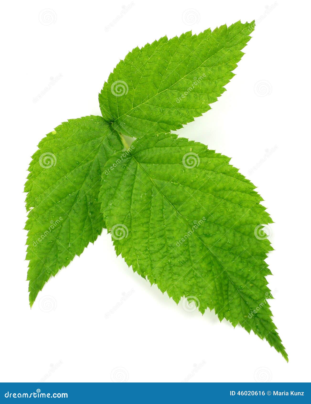 Raspberry Green Leaves Isolated On White Background. Royalty-Free Stock ...