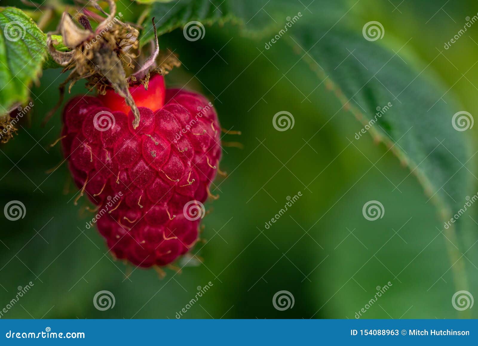 Raspberry Growing on Bush in a Field Stock Image - Image of berry ...