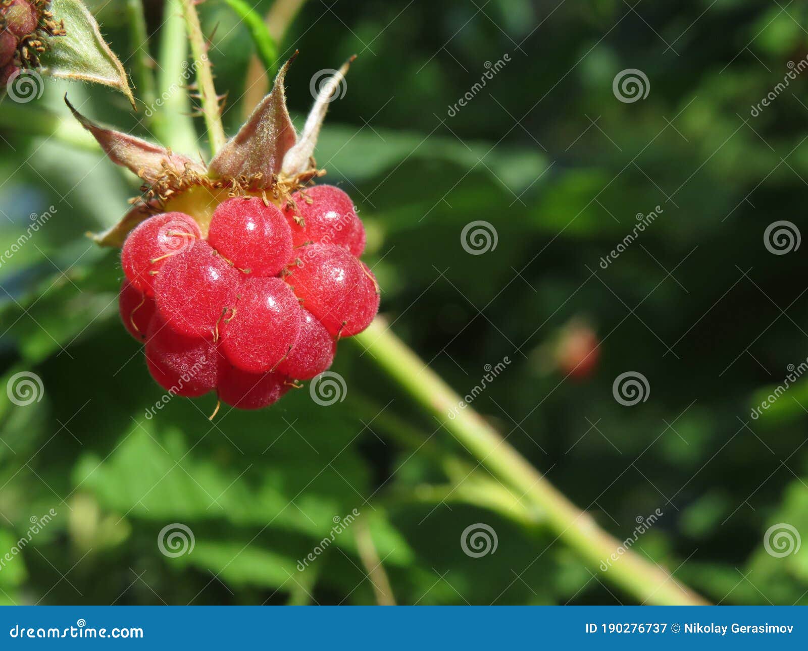 Raspberry Growing on Bush in a Field Stock Image - Image of garden ...