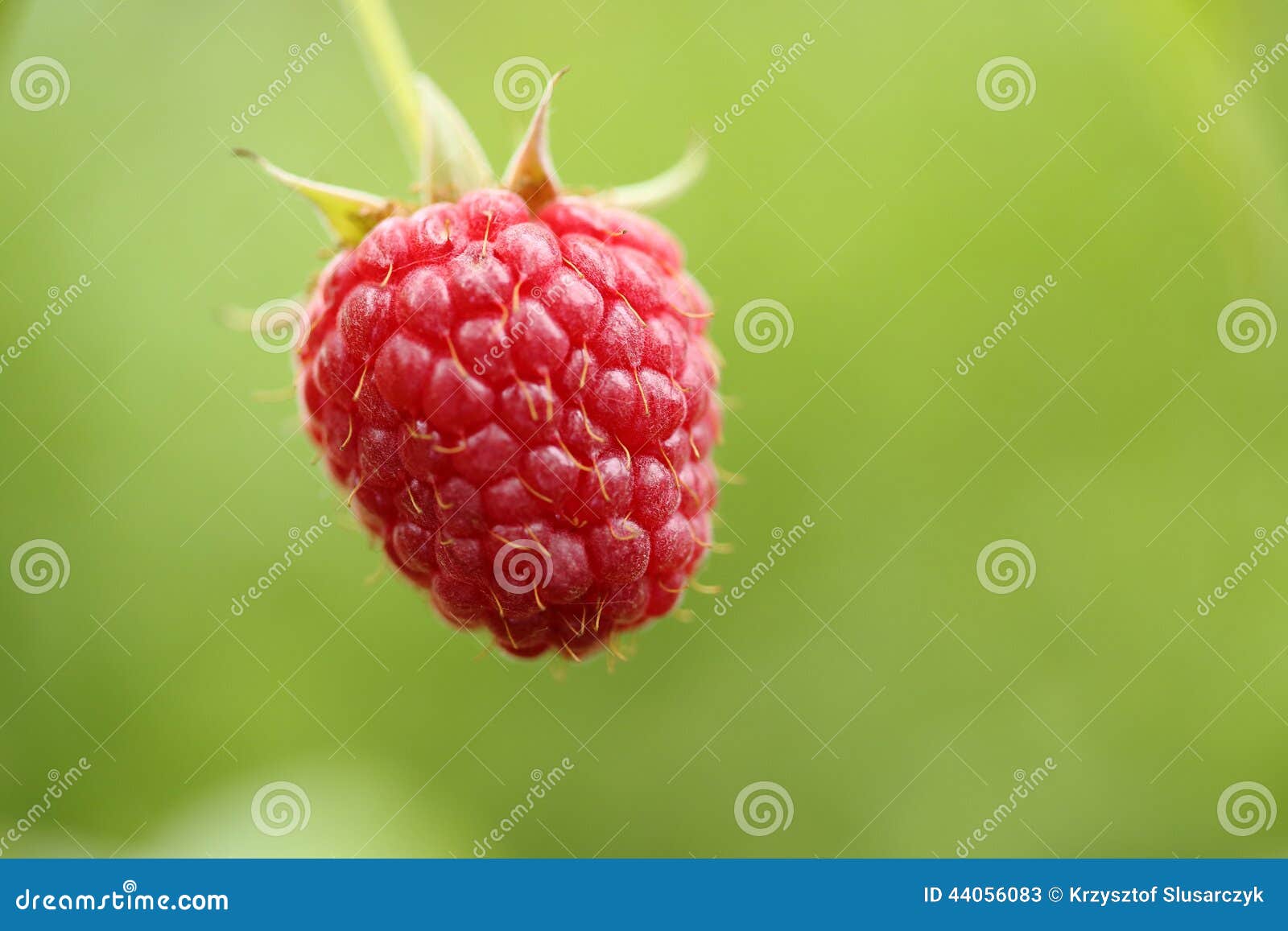 Raspberry stock image. Image of raspberry, growing, ripe - 44056083