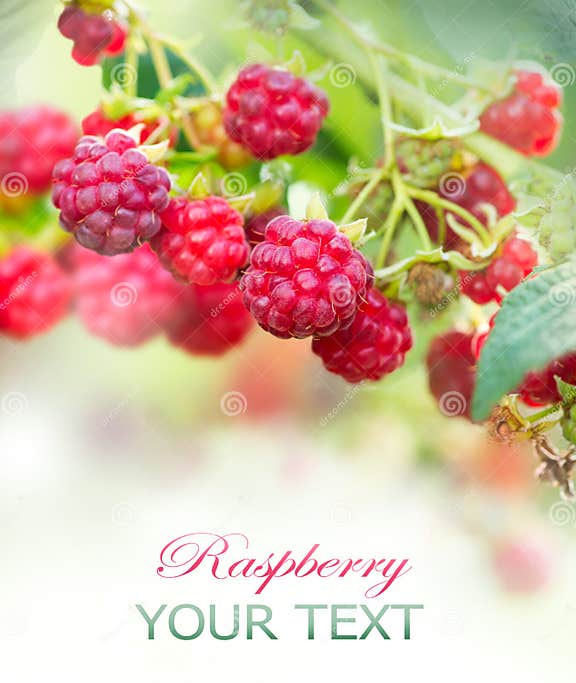 Raspberry. Growing Organic Berries Stock Photo - Image of growing ...