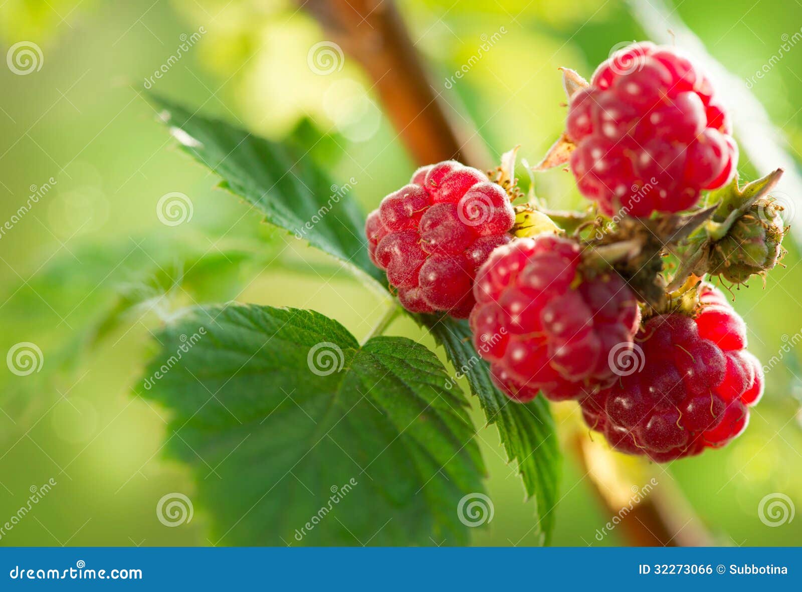 Raspberry Growing stock photo. Image of nature, design - 32273066