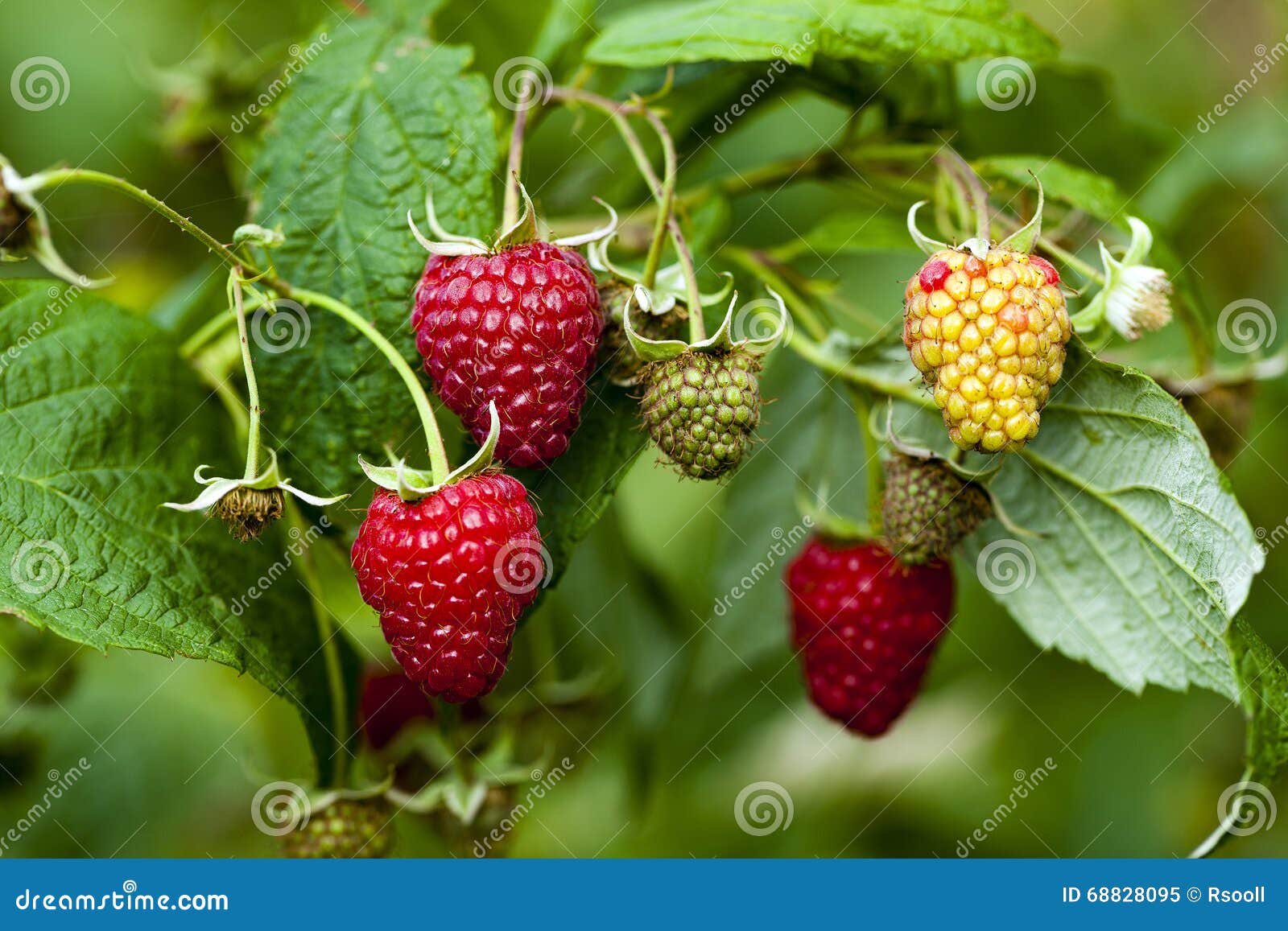 Raspberry, Growing Organic stock image. Image of branch - 68828095