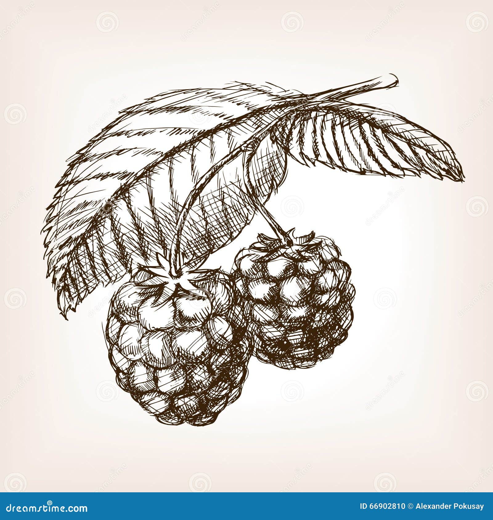 Raspberry Hand Drawn Sketch Style Vector Stock Vector - Illustration of ...