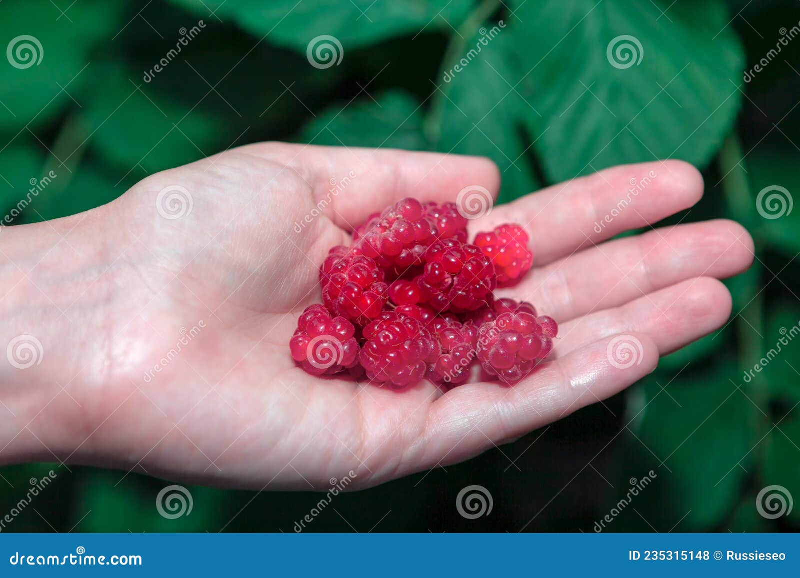 Raspberry in hand stock photo. Image of farming, berries - 235315148