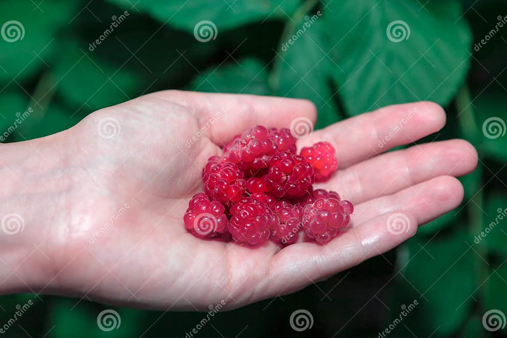 Raspberry in hand stock photo. Image of farming, berries - 235315148