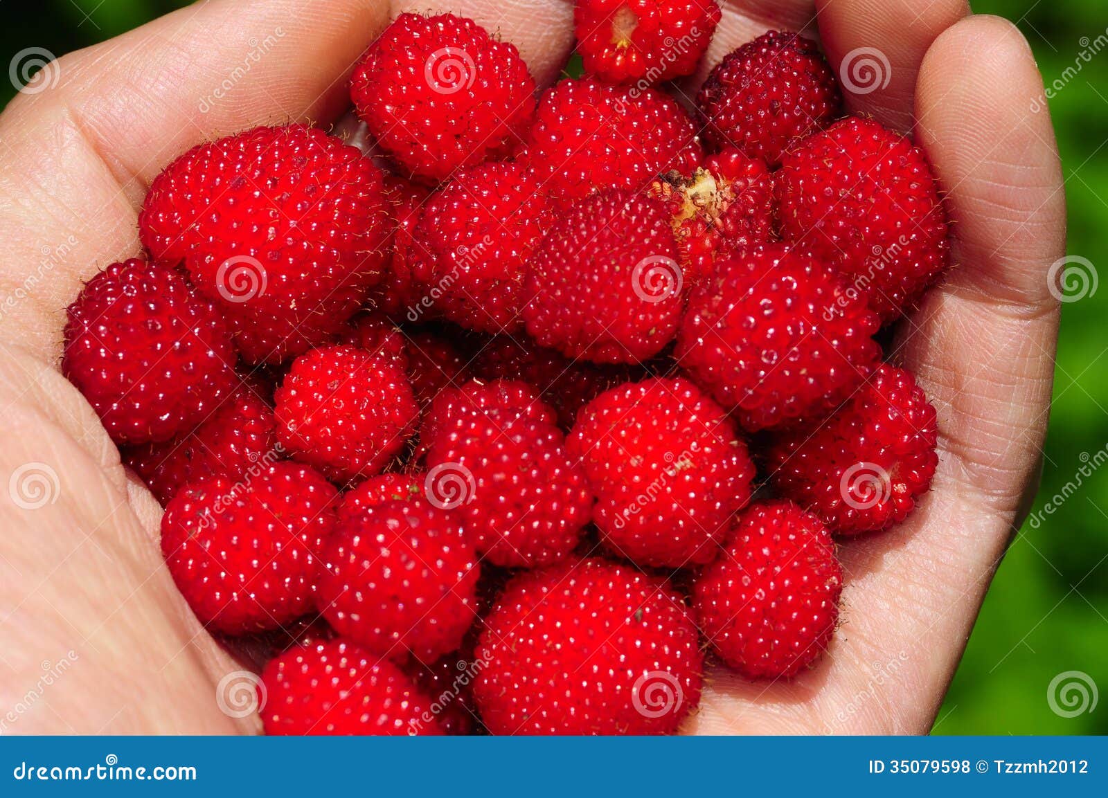 Raspberry in hand stock photo. Image of bunch, dessert - 35079598