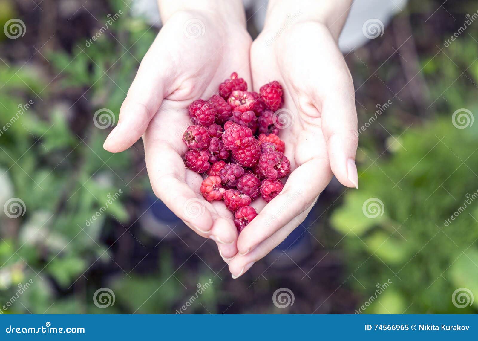 Raspberry in the hands stock image. Image of leaf, farming - 74566965