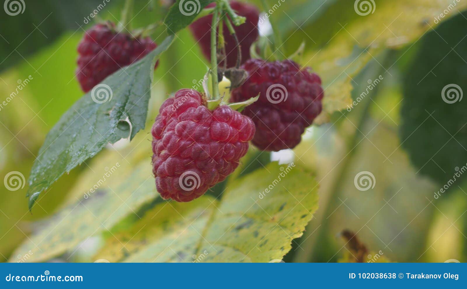 A Raspberry Hanging on a Branch. Harvest Stock Photo - Image of closeup ...