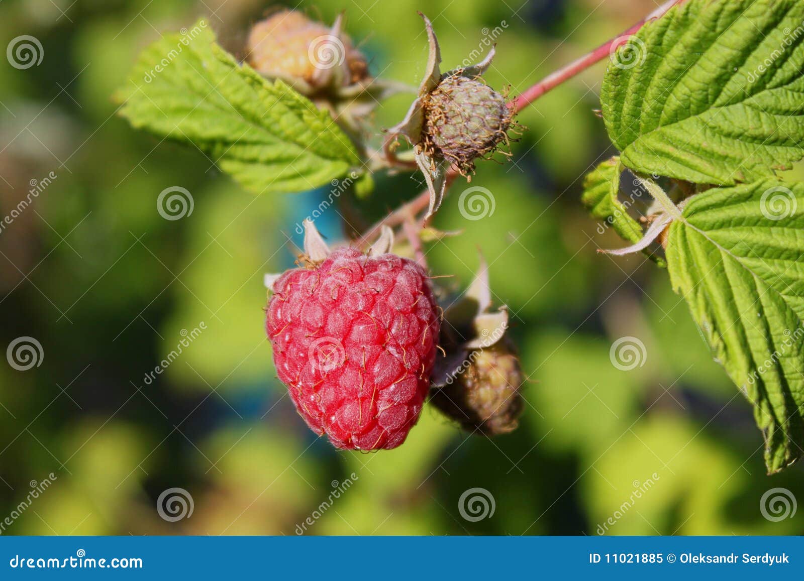 Raspberry Hanging on a Twig with Leaves Stock Image - Image of rosaceae ...
