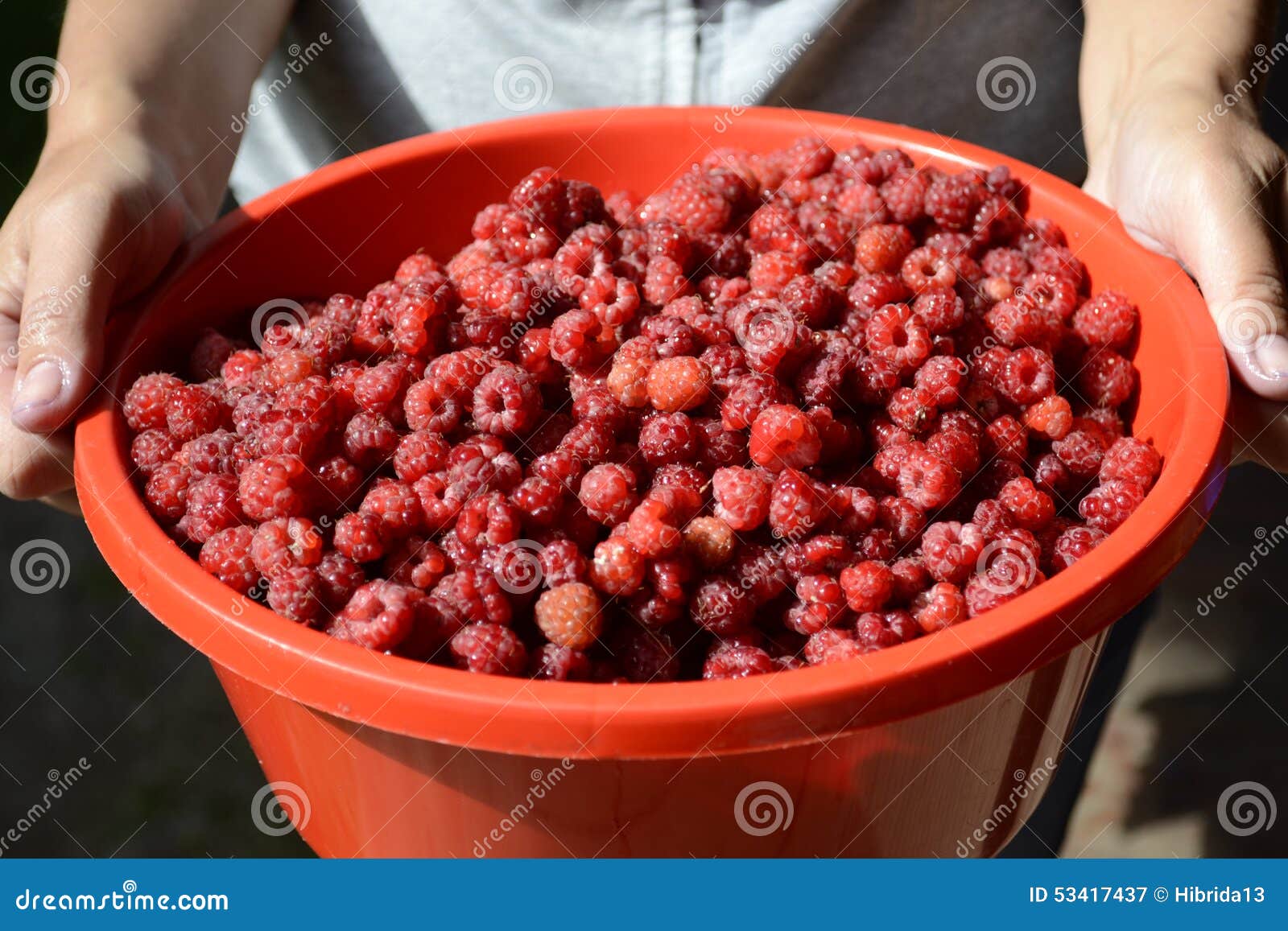 Raspberry harvest stock image. Image of raspberry, ripe - 53417437