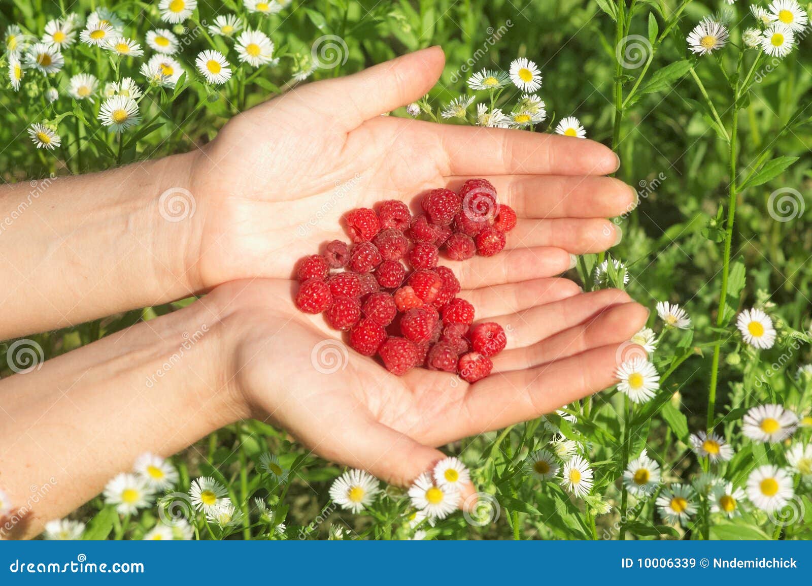 10,376 Raspberry Hand Stock Photos - Free & Royalty-Free Stock Photos ...