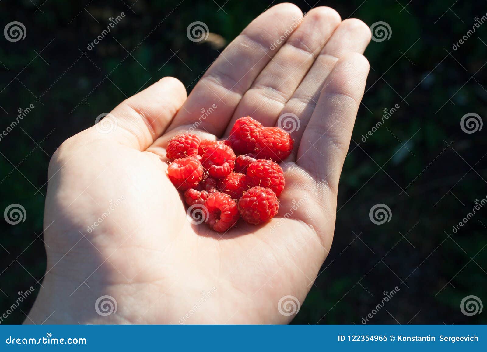 Raspberry in the Human Hand Stock Photo - Image of holding, agriculture ...