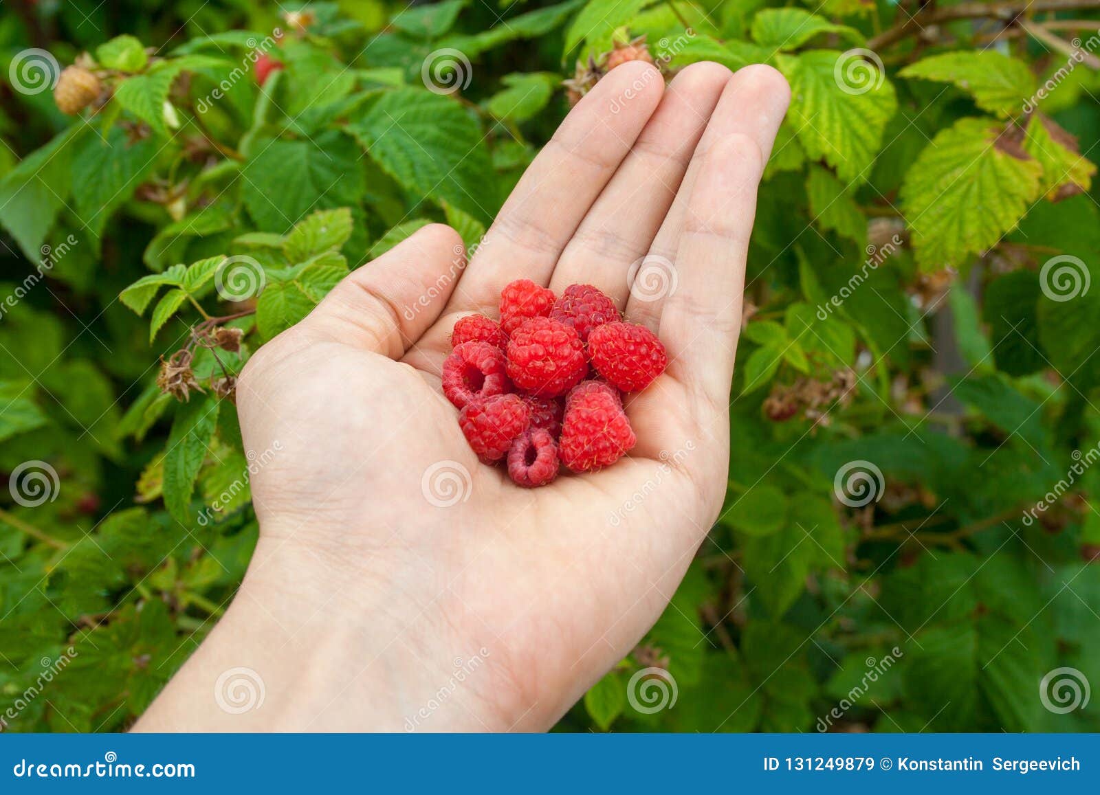 Raspberry in the Human Hand Stock Image - Image of eating, juicy: 131249879