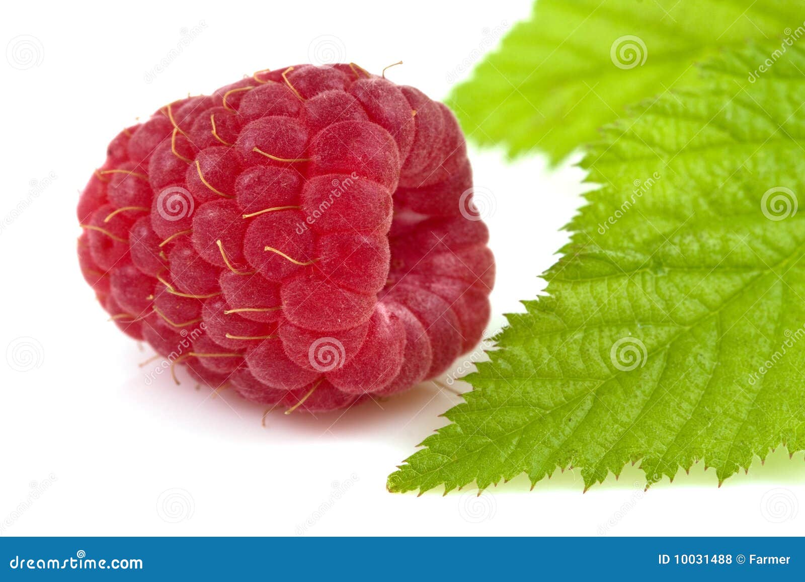 Raspberry isolated stock photo. Image of color, leaf - 10031488