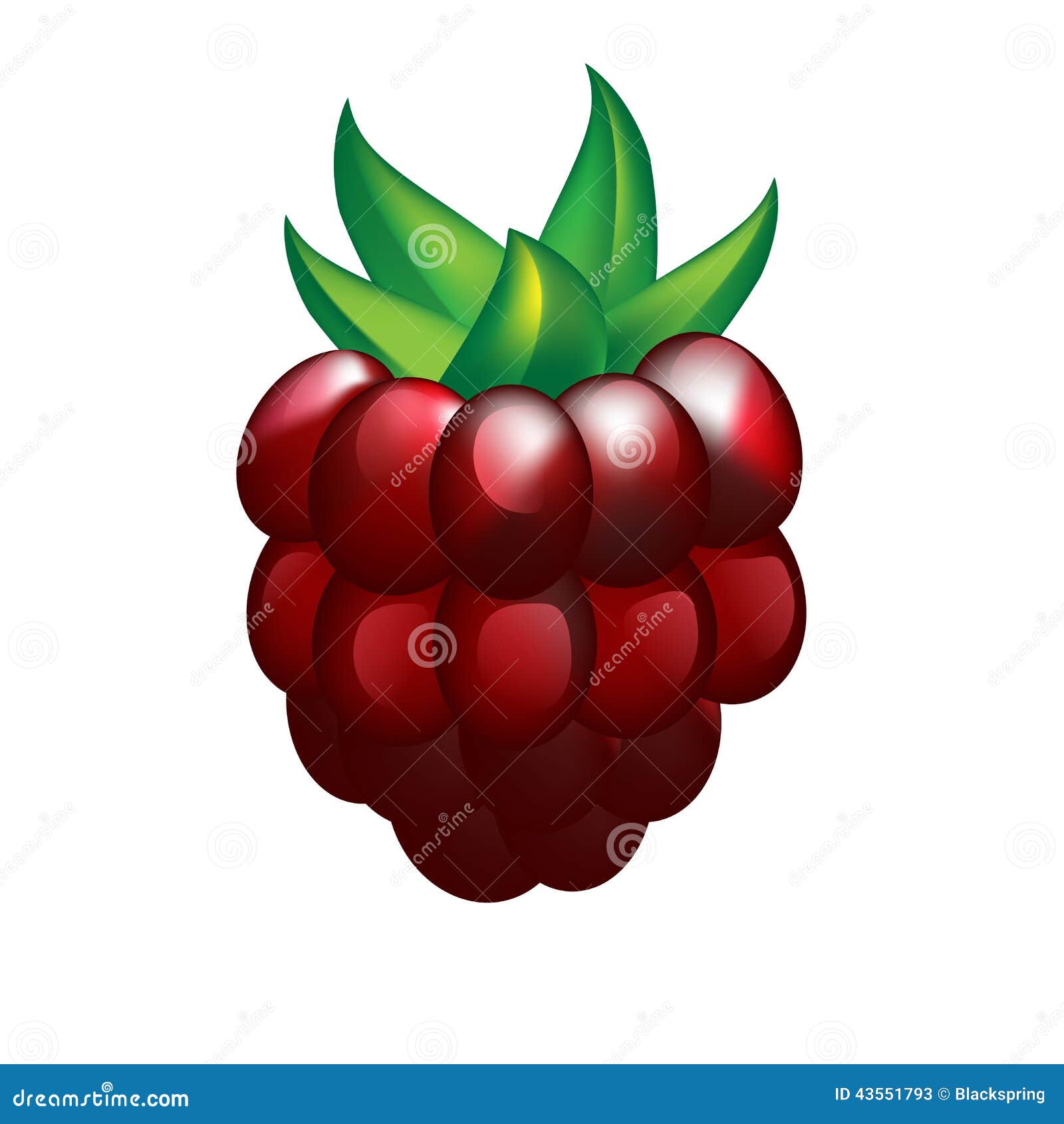 Raspberry isolated stock vector. Illustration of white - 43551793