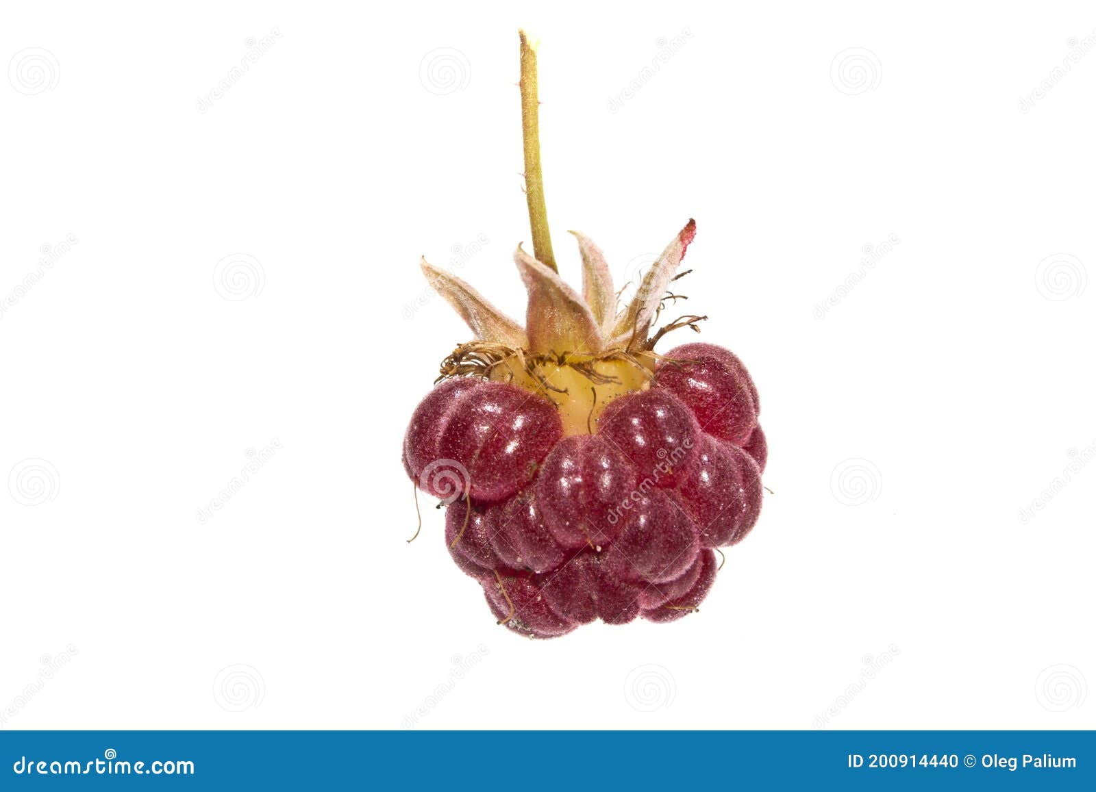 Raspberry Isolated on White Background Stock Photo - Image of healthy ...