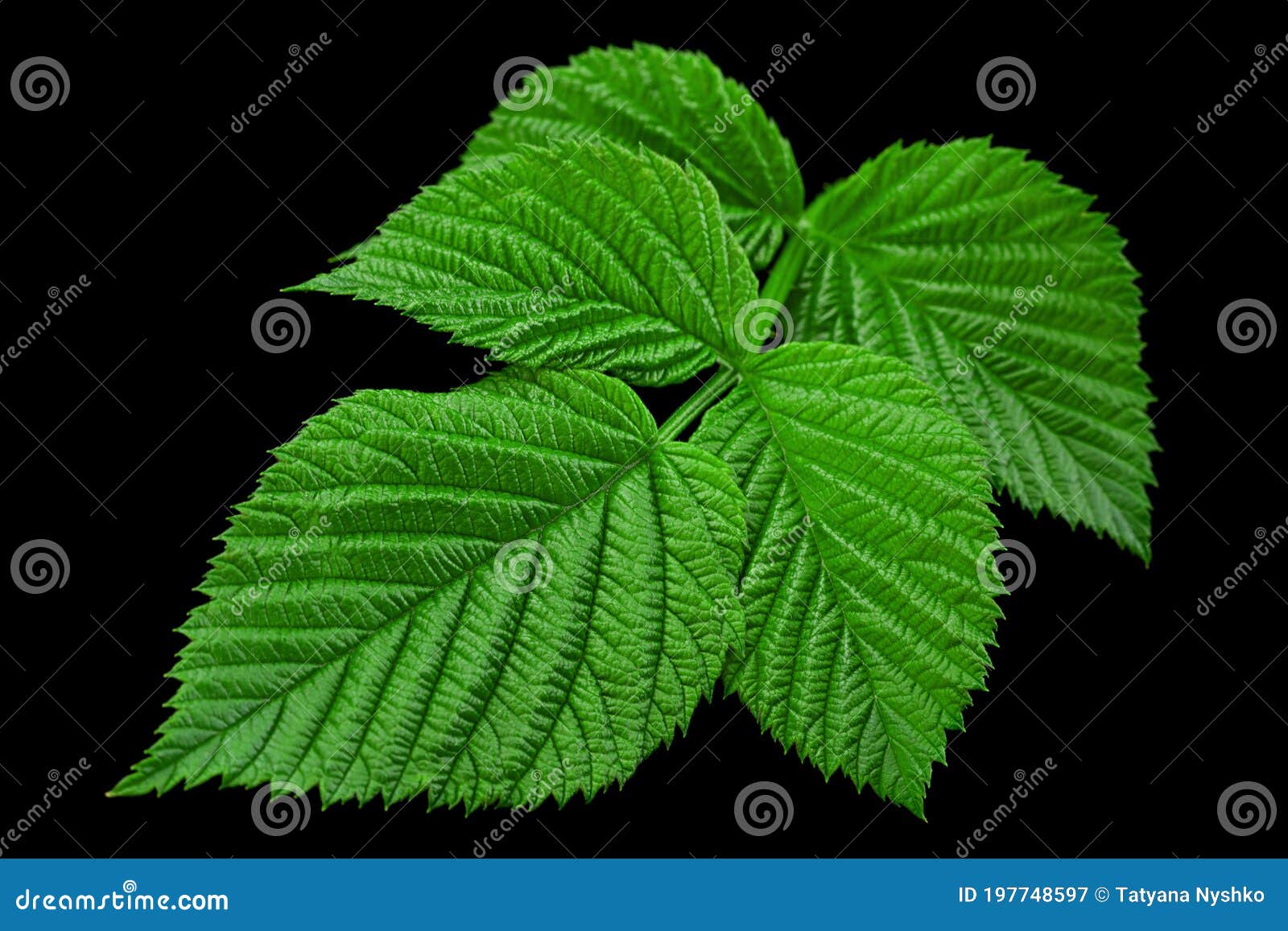 Raspberry leaf on black stock image. Image of organic - 197748597
