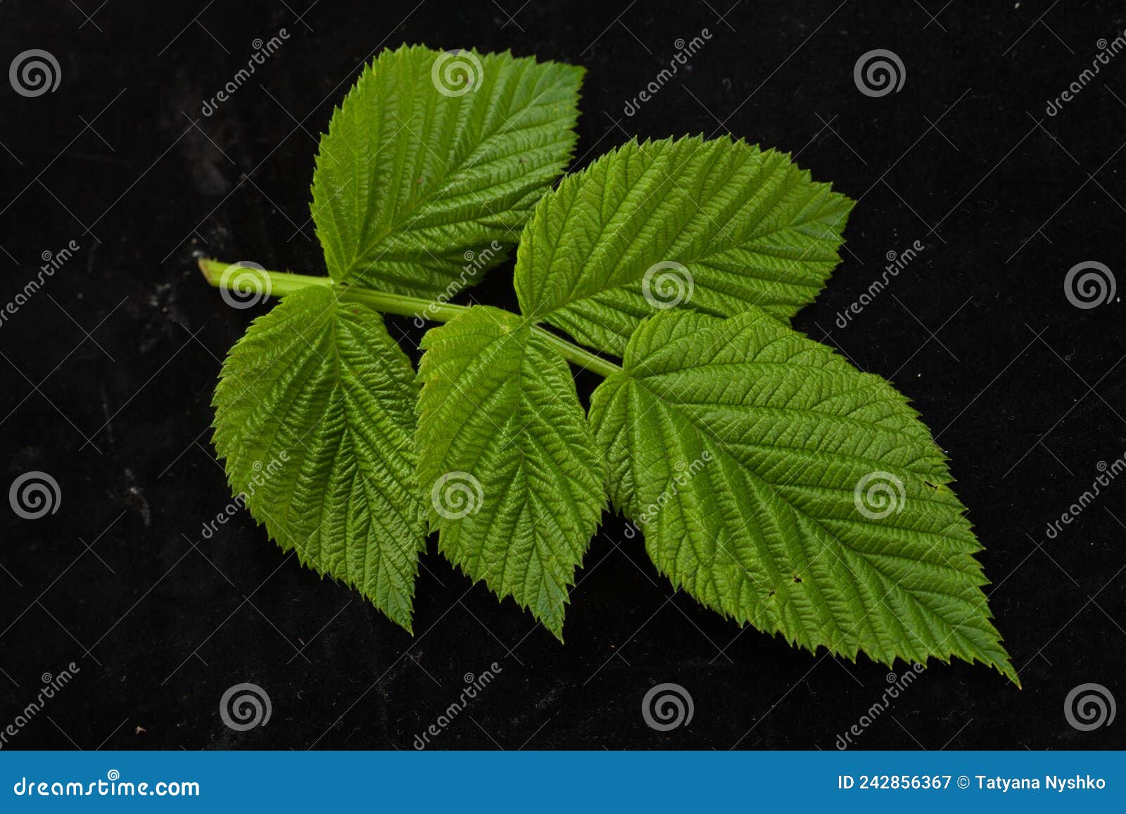 Raspberry leaf on black stock image. Image of studio - 242856367