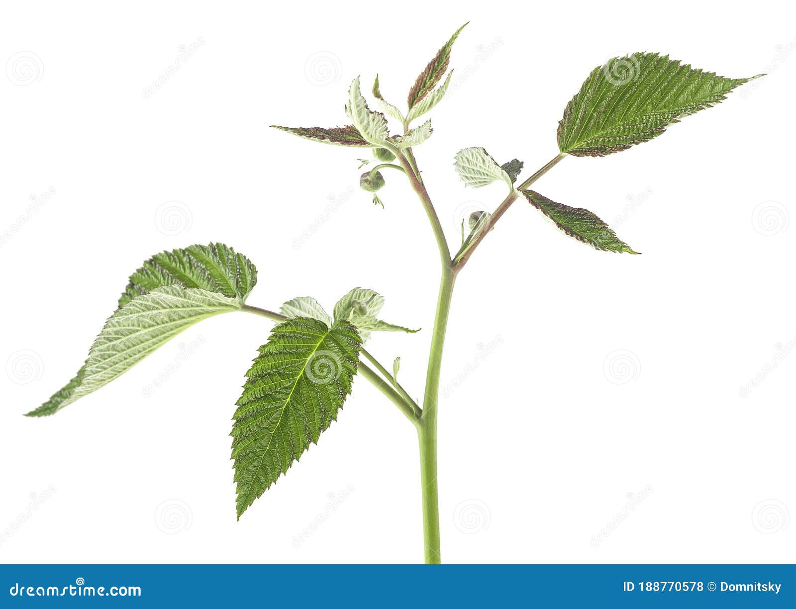 Raspberry Leaf Branch Isolated on White Background. Green Raspberry ...