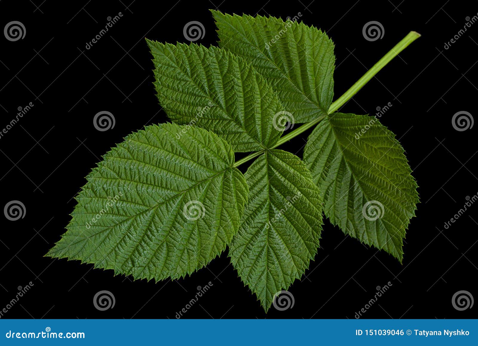 Raspberry leaf on black stock photo. Image of black - 151039046