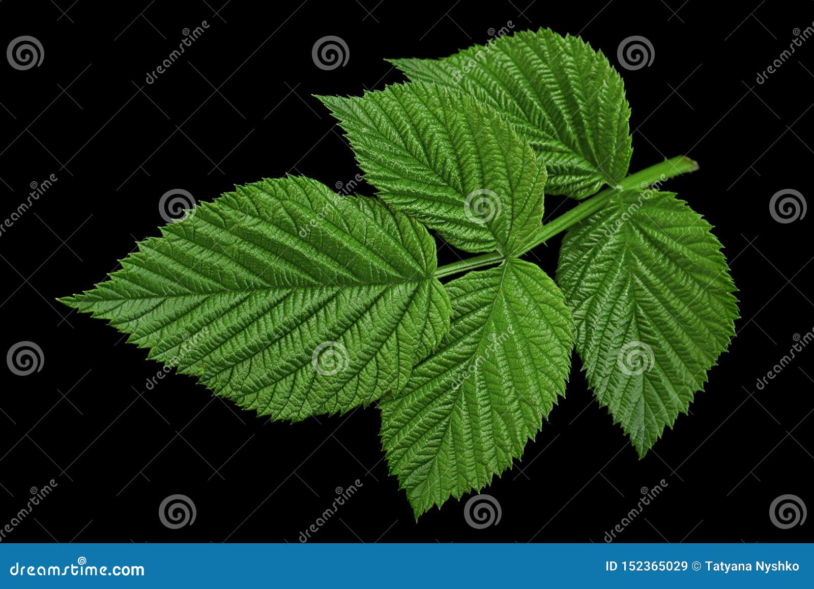 Raspberry leaf on black stock image. Image of nature - 152365029